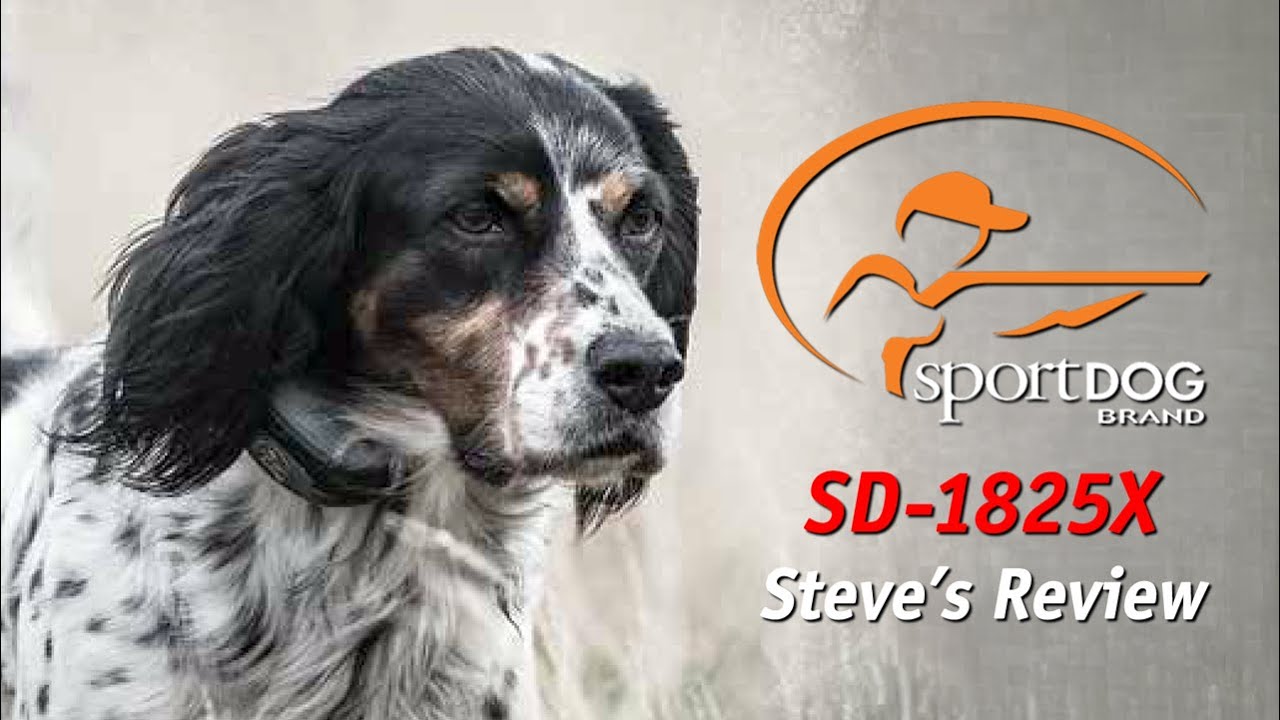 SportDOG SD-1825X: SportDOG's Best E-Collar Yet? - YouTube