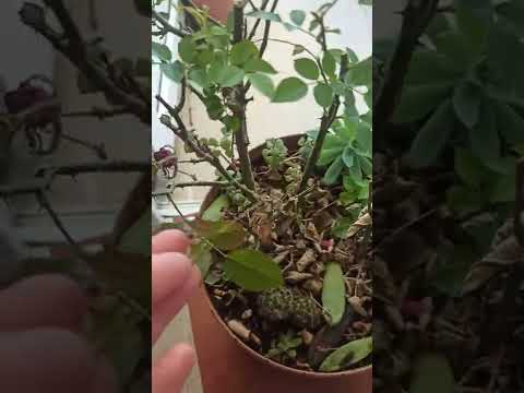 yazın sıcaklarda bodur gül 🌹 bakımı ,kuruyan güller için ne yapabilirsiniz