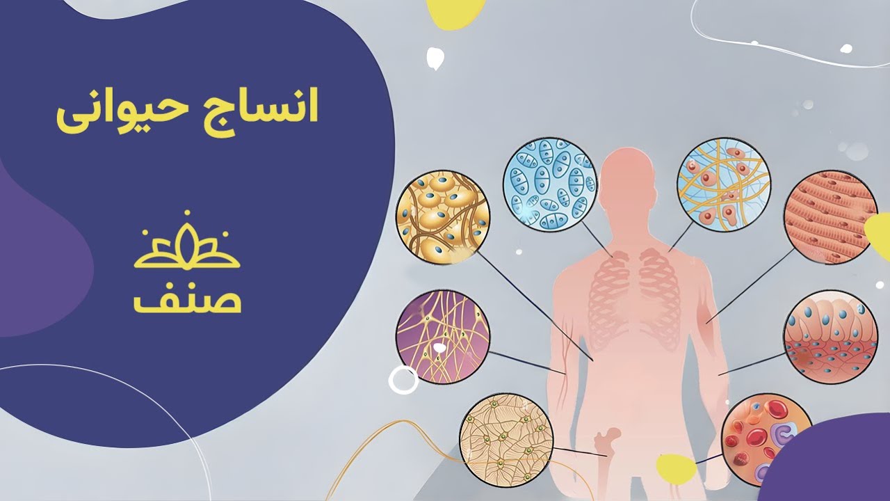 صنف بیولوژی صنف هفتم درس ۷ انساج حیوانی Youtube