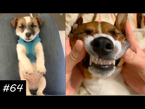 Jack Russell Terrier Compilation | New Jack Russell Videos