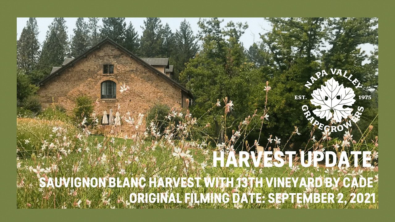 2021 Napa Valley Harvest Update: White Fruit Harvest - YouTube