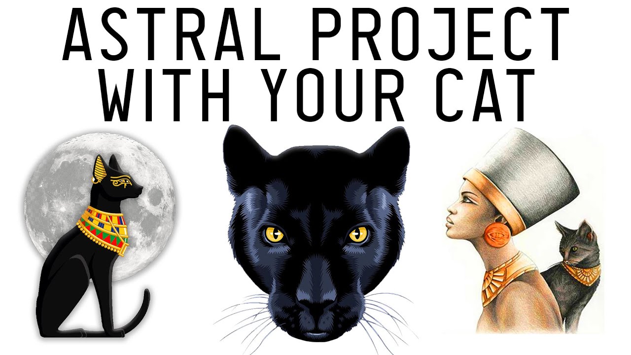 How To Use Your Cat for Astral Projection - YouTube