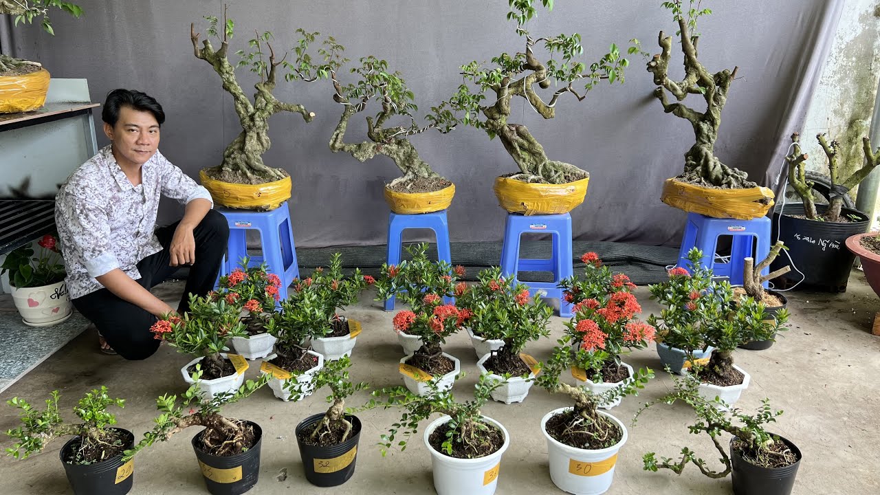 Bonsai - Sam Trái, Bông Trang, Khế Gân - chào bán 10/10 📲0907 819572 ...