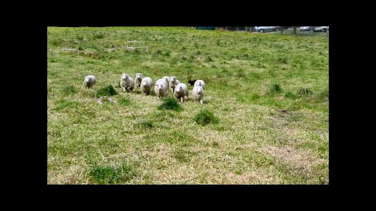Australian kelpie herding sheep in Melbourne - YouTube
