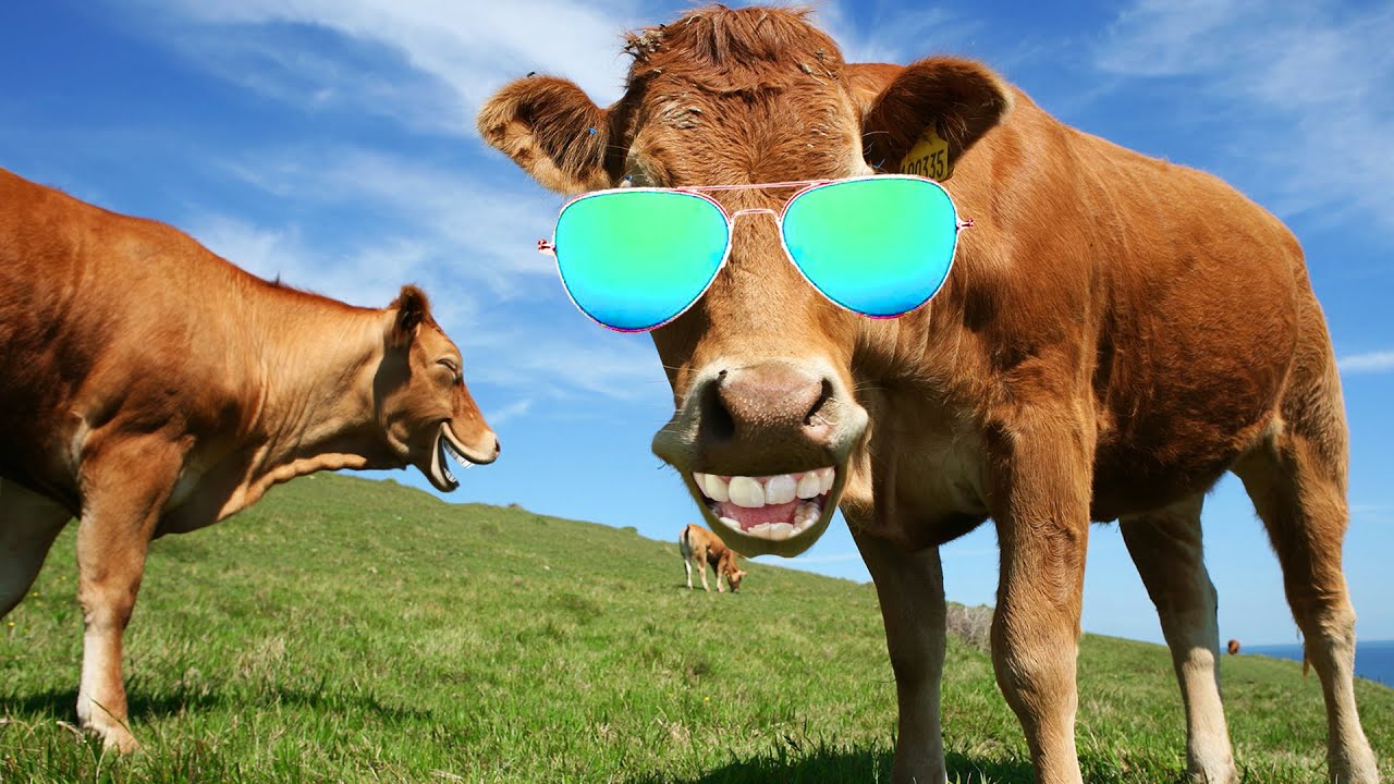 Happy Cow | Funny Cow Song | Freedom Ride - YouTube