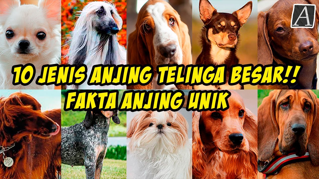 10 Jenis Anjing Telinga Besar10 | Fakta Anjing Unik - YouTube
