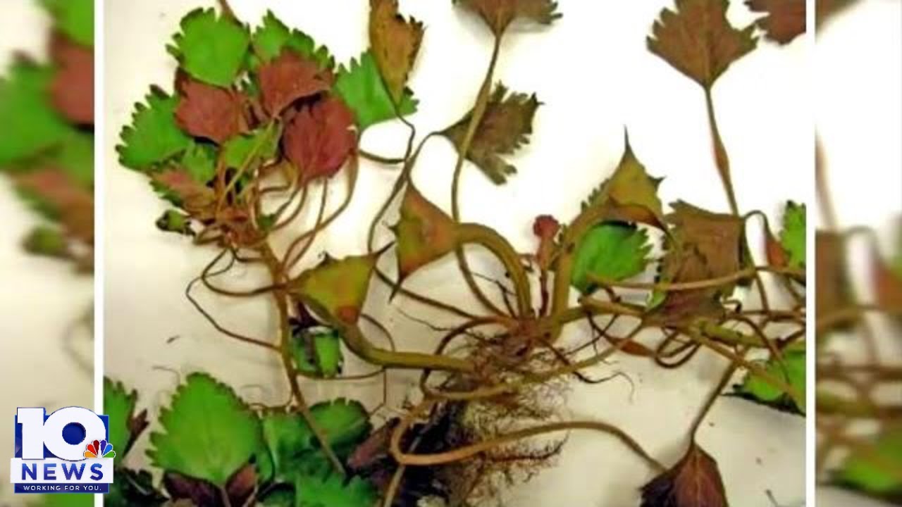 Invasive plant found in Virginia waterways - YouTube