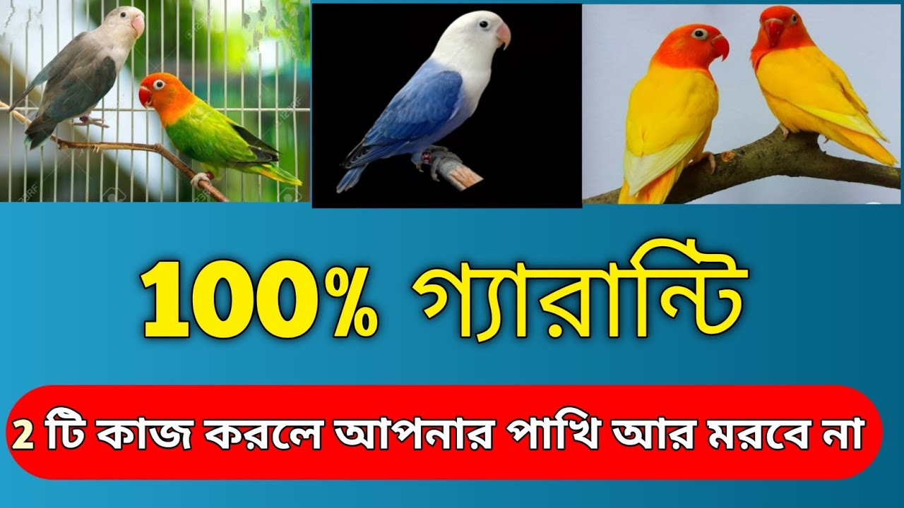 পাখির বাচ্চা কি মারা যাচ্ছে?pakhi hotath mara jache ke korbo ...