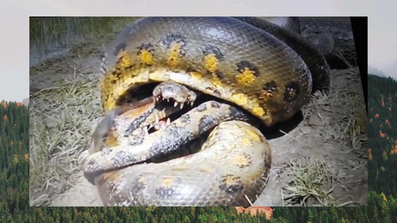 Anaconda hunting crocodile - YouTube