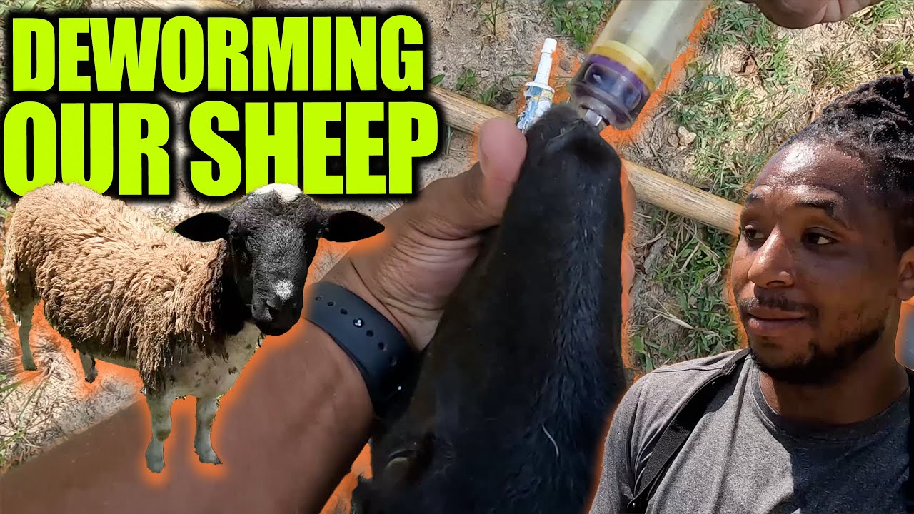 Deworming SHEEP! Treating PARASITES in our animals Small Farm Update ...