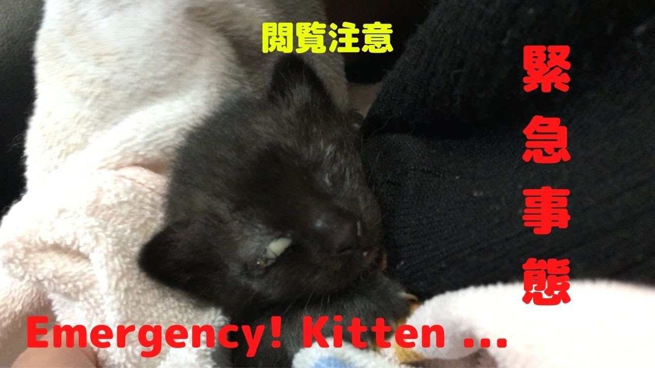 緊急事態！！ 子猫が大ピンチ【Emergency! Kitten】 - YouTube