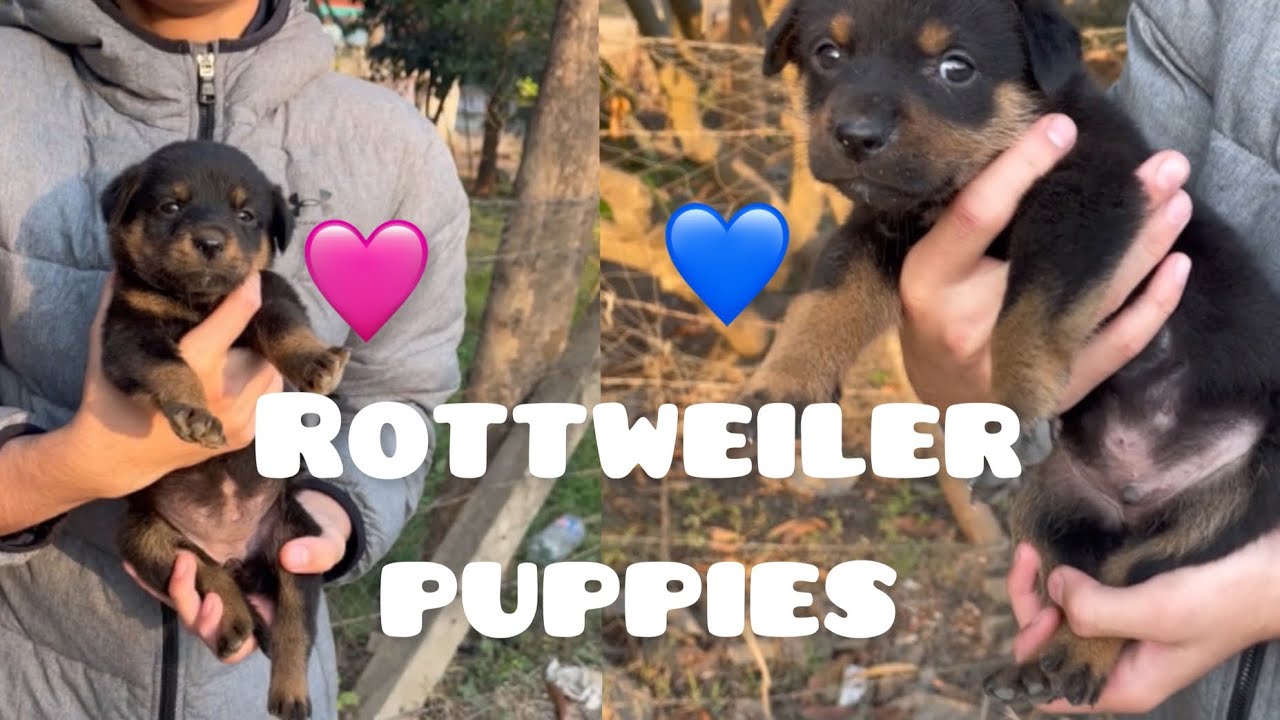 Introducing My New Rottweiler Puppies 🩷💙| Rehan Mulla Vlogs - YouTube