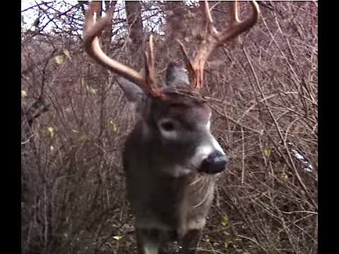 Learn to Make a Quick Shot on Ghost Bucks - YouTube