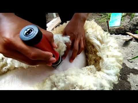 cara mencukur domba dengan mudah dan rapi || kandang Sinatria farm ...