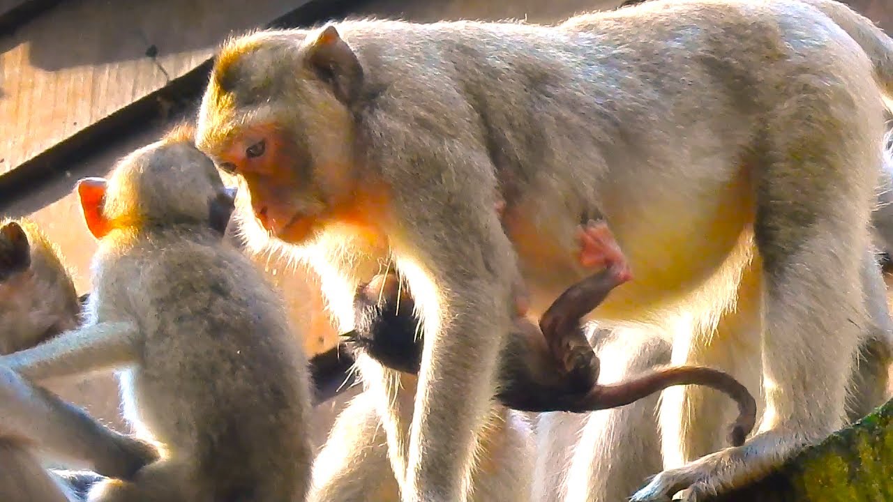 Nanda mom just gives a birth newborn baby very cute & adorable. - YouTube