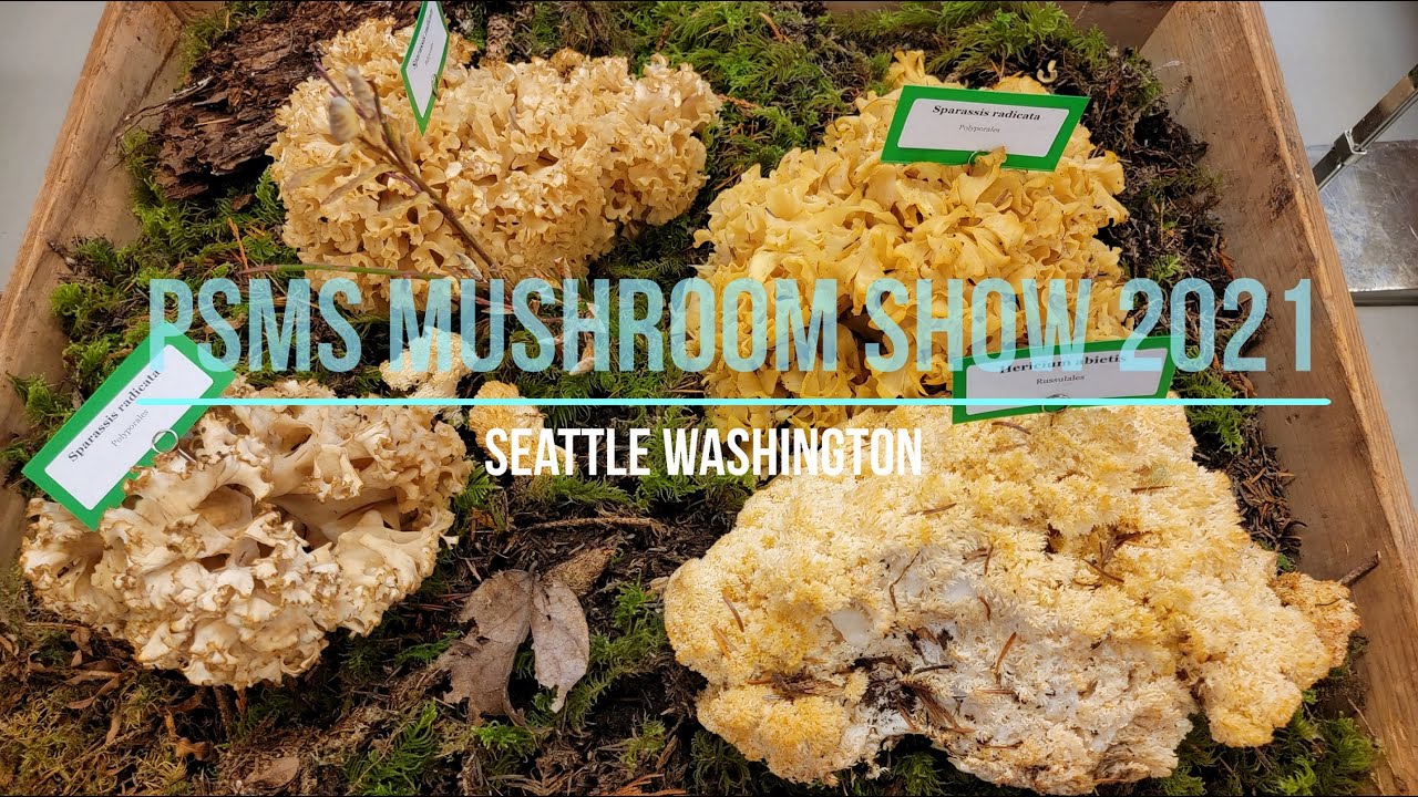 Wild Mushroom Show, Oct. 2021 Seattle Washington - YouTube