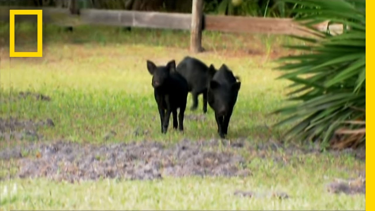 Loose Wild Hogs | National Geographic - YouTube