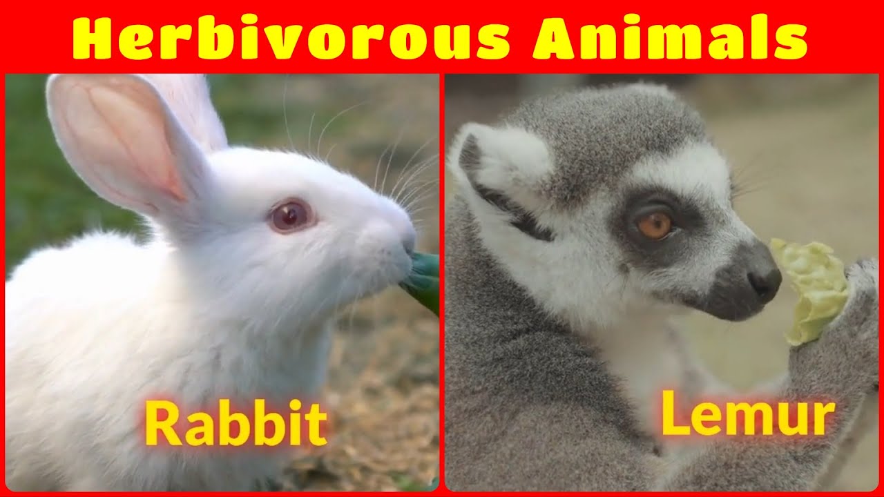 The Munching Marvels: Meet Herbivorous Animals for Toddler ,Kids ...