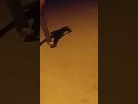kürkçüler deli ibiş çıldırdı😂