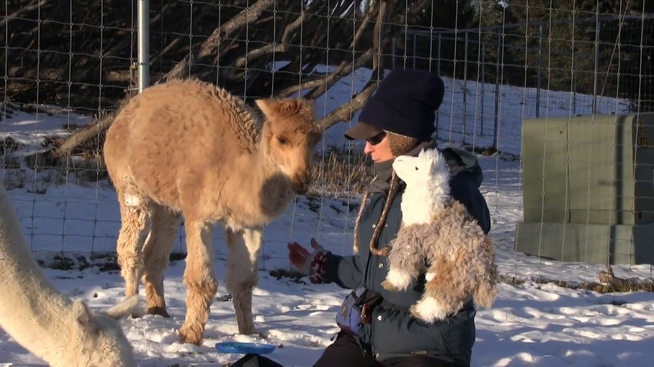 Pepita's Thanksgiving with the Alpacas - YouTube