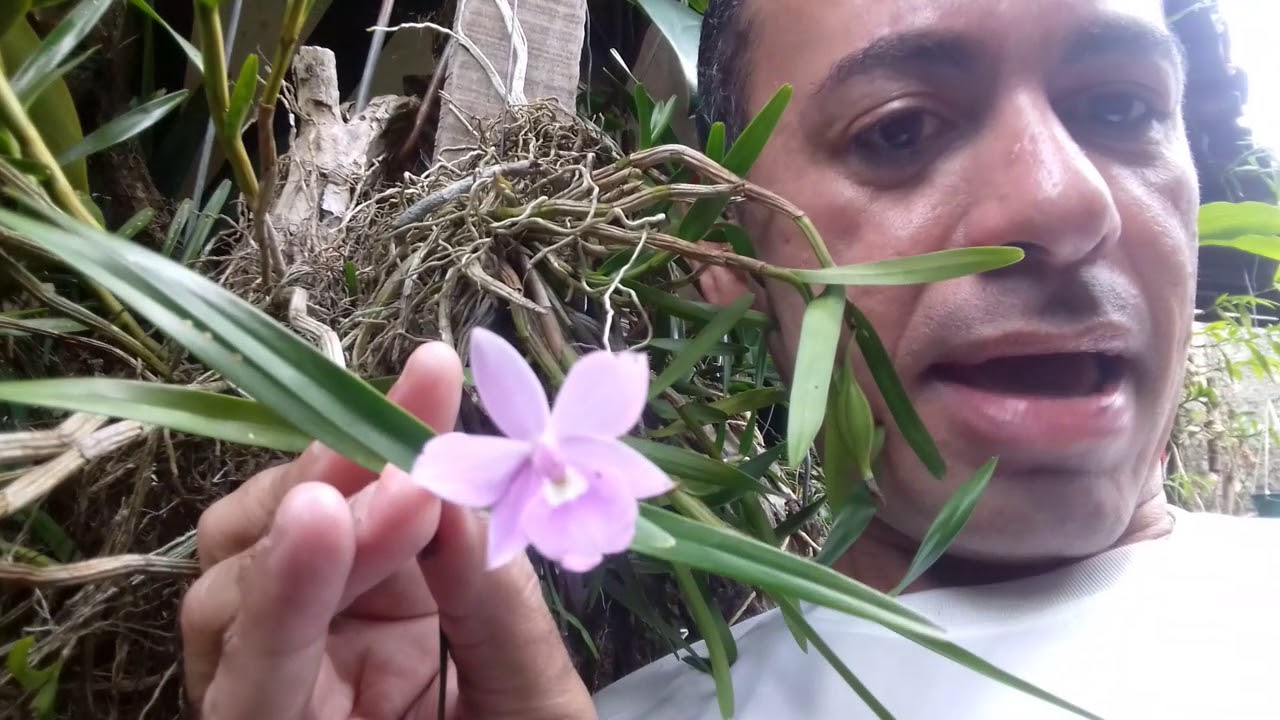 ORQUÍDEA DIMERANDRA EMARGINATA APRENDA COMO CULTIVAR - YouTube