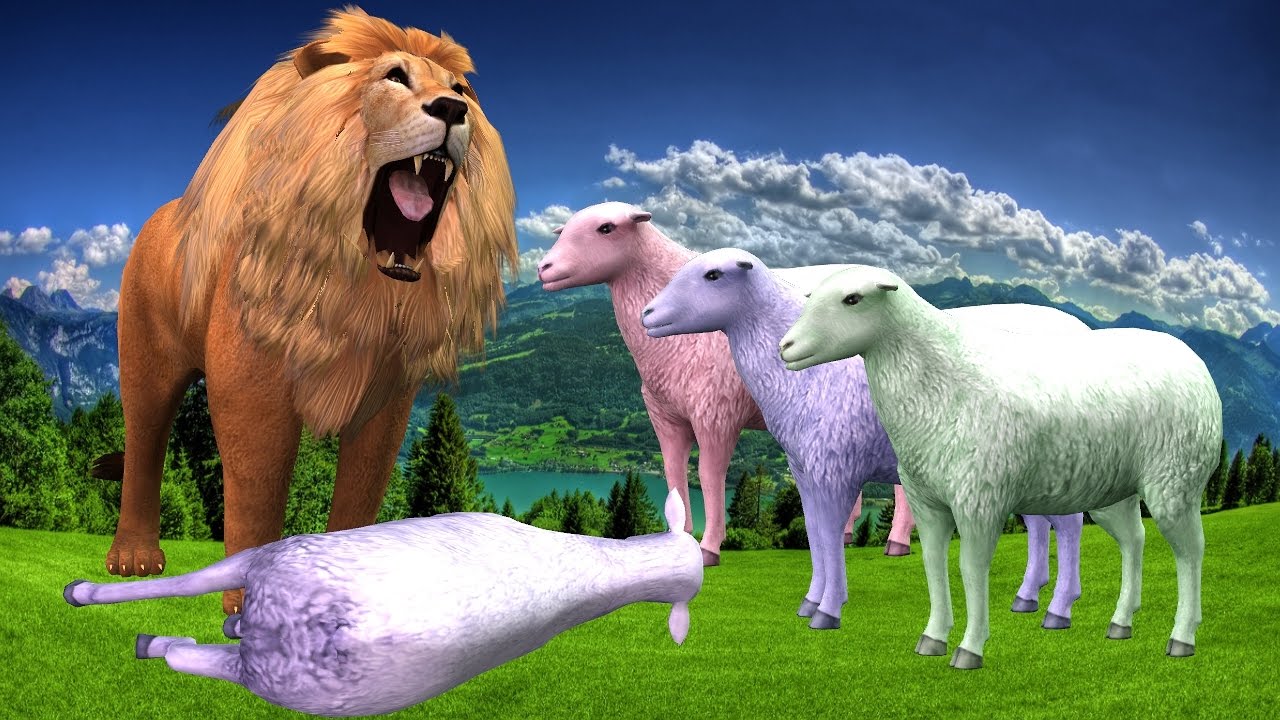 Lion Hunting Sheeps Animation For Kids || Lion Attacks With Sheeps ...