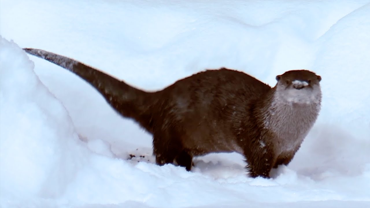 An Otter's Point of View - YouTube