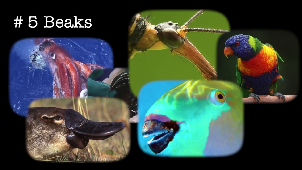 Top 6 Examples of Convergent Evolution - YouTube