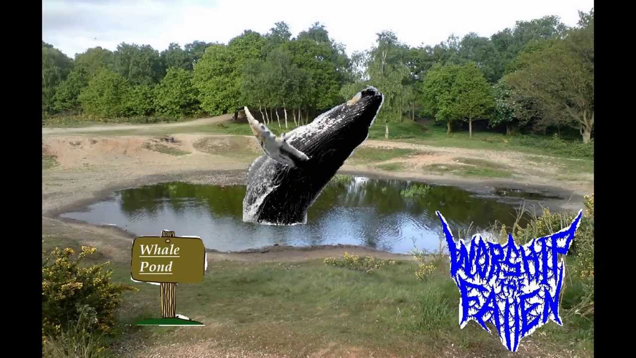 Whale Pond - Worship The Fallen - YouTube