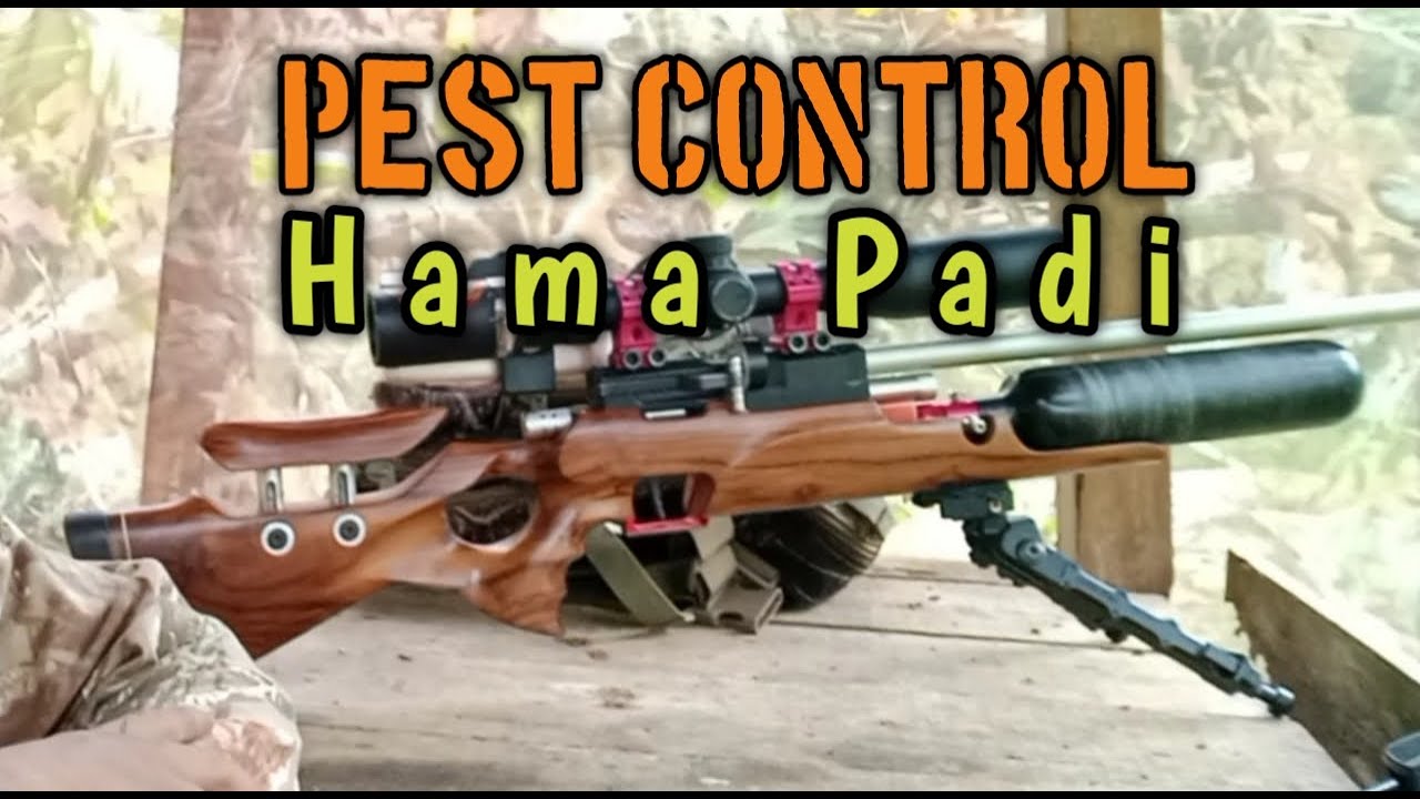 PEST CONTROL HAMA PADI - YouTube