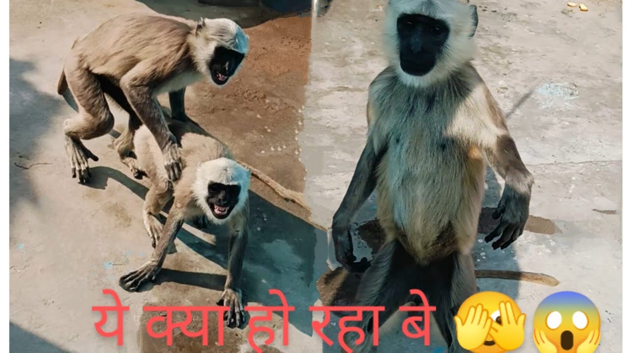 !!Twinkle Love Monkey injoy jumping 🦘 video 👍🤚💥💯 - YouTube