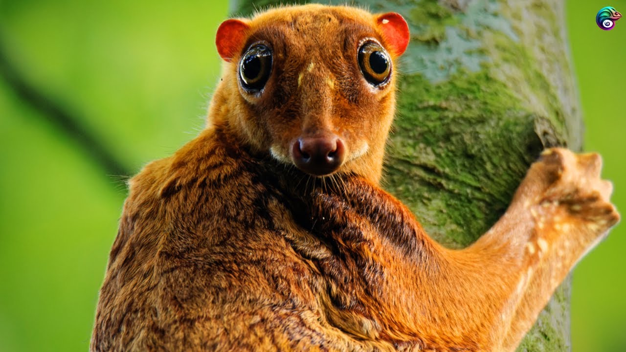 COLUGO UM ANIMAL BIZARRO, MAS MUITO HABILIDOSO - YouTube
