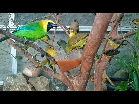 Sparrows in the aviary fight over food - YouTube