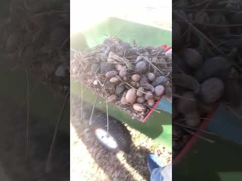 Shorting the good from the bad pecans - YouTube