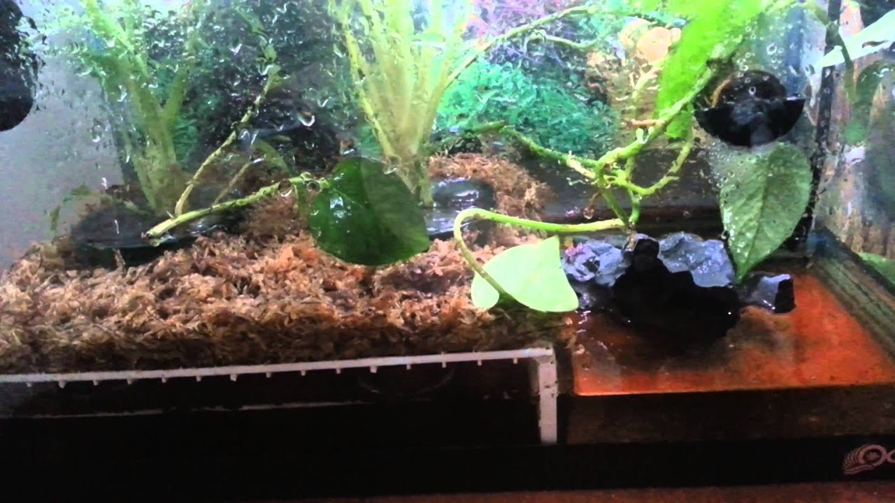 Red Eye Tree Frog Rain Tank - YouTube