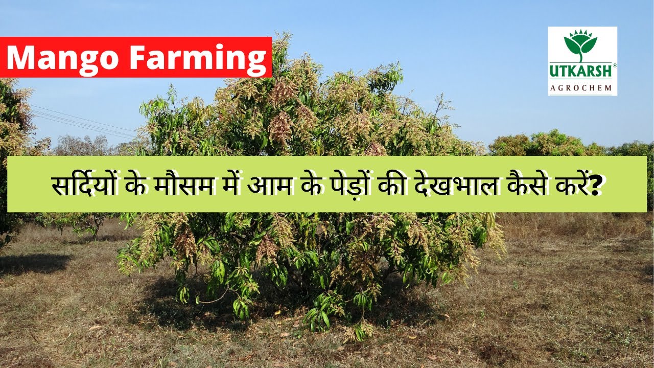 Part 4 - Mango Farming | Taking Care of Mango tree in Winter | सर्दियों ...