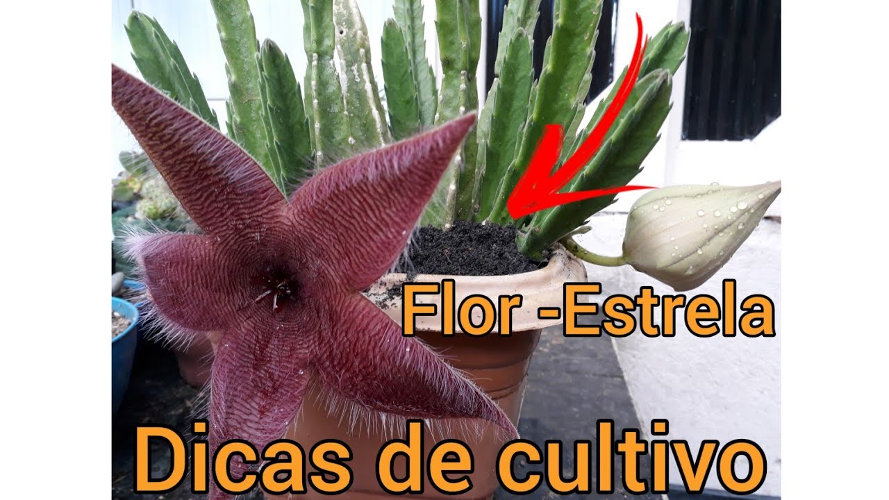 FLOR-ESTRELA ,PLANTA DECORATIVA E DE FÁCIL CULTIVO. - YouTube