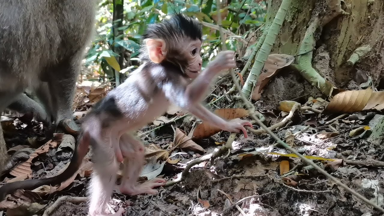 Baby LARRY look so lonely play a lone in forest near mommy LONI. - YouTube