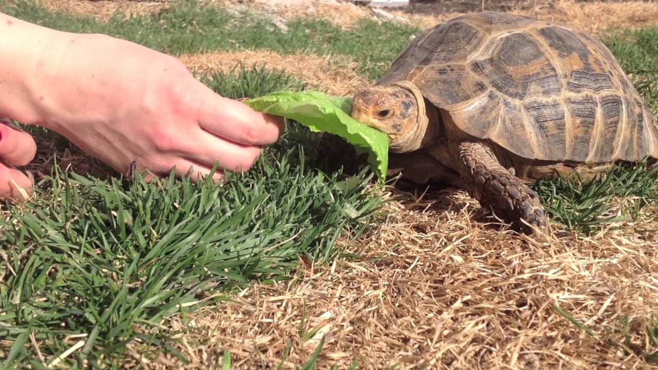 The Turtle Room - Special Tortoise - YouTube