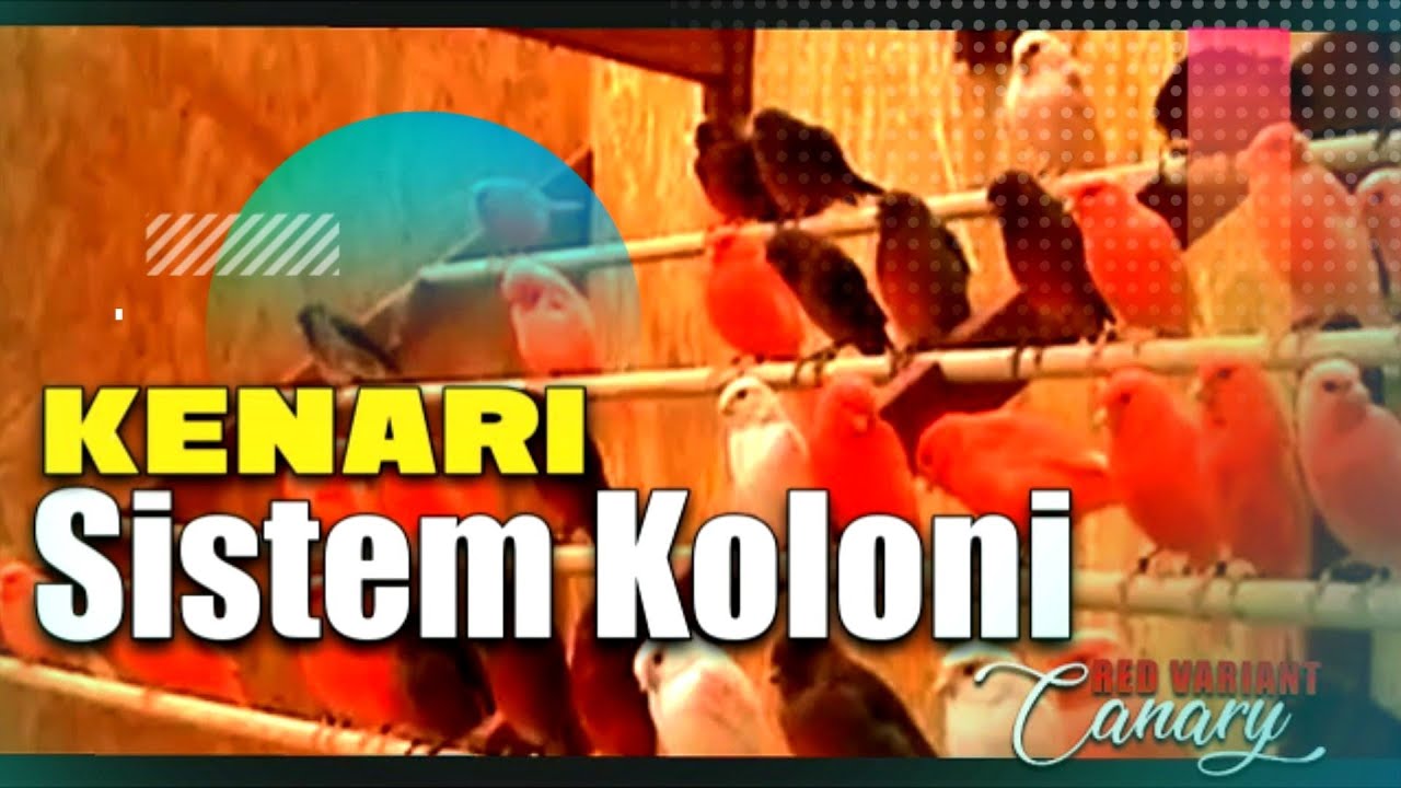 Sistem koloni(ternak kenari merah)Red Intensive - YouTube