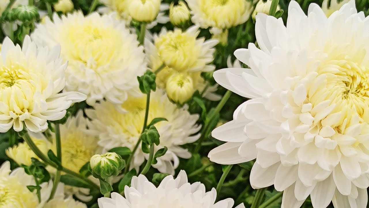 Mom verity flowers bunchs - YouTube