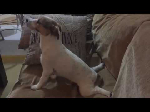 Korku Filmi İzleyen Köpeğin Komik Halleri