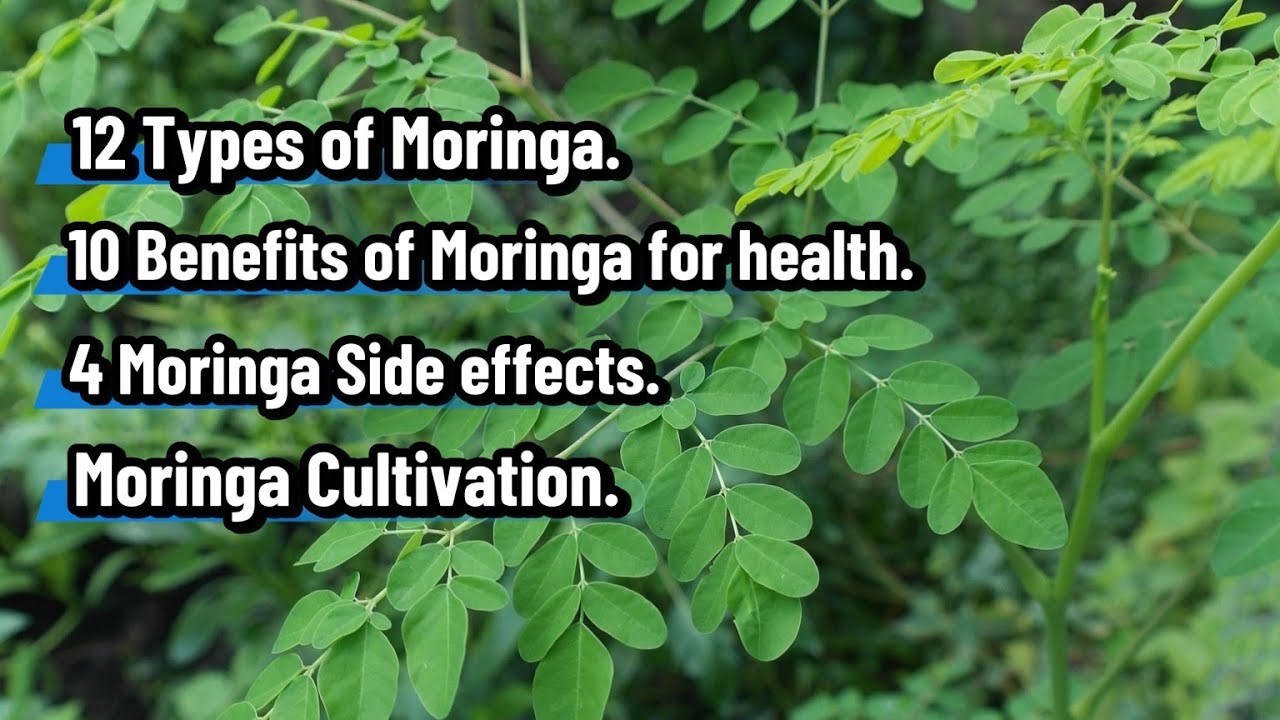 Moringa. Complete review, types, health benefits, side effects ...