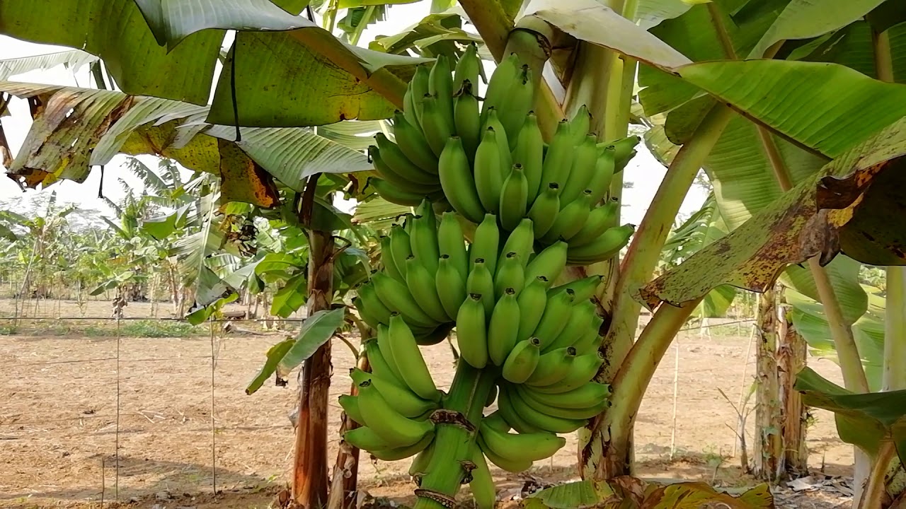 Kebun pisang - YouTube