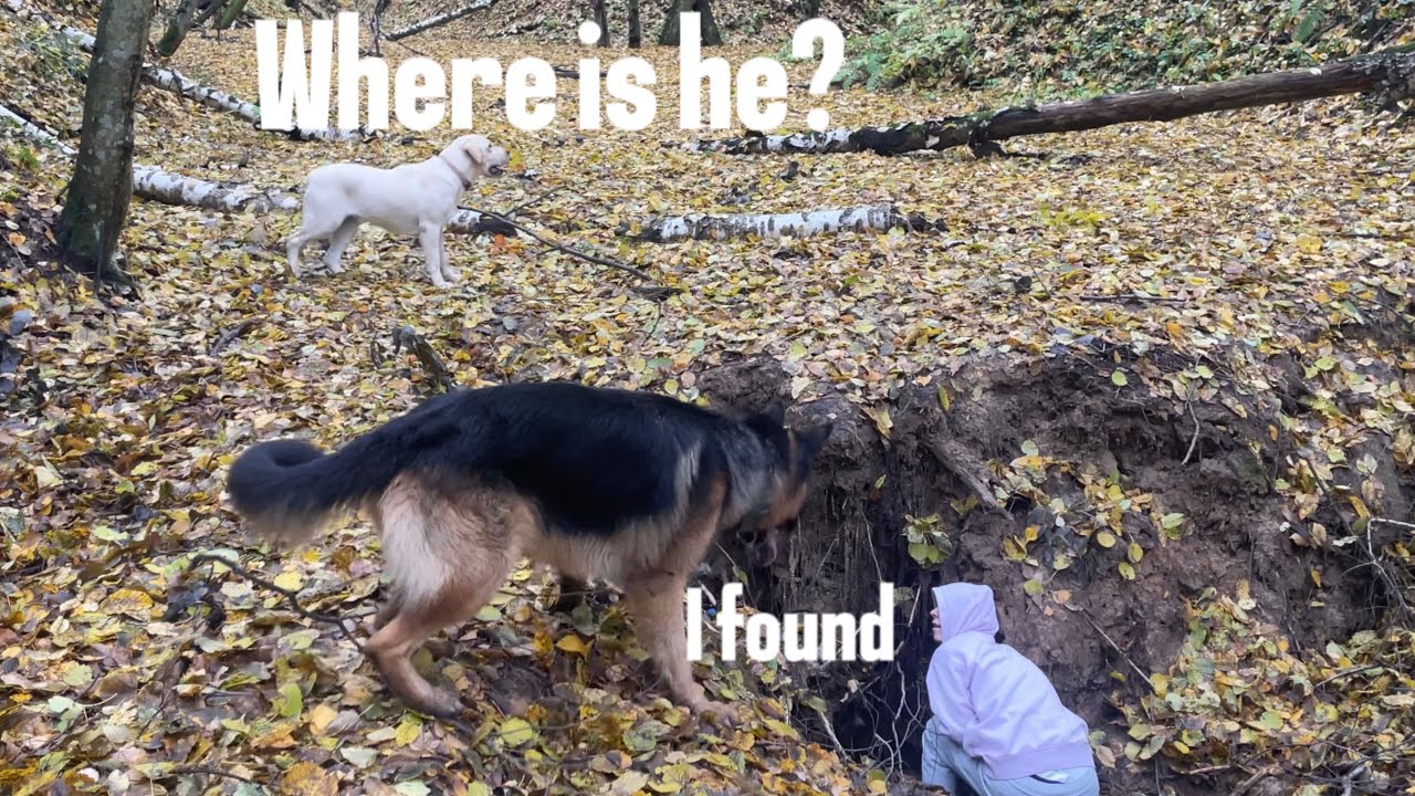 Playing Hide and Seek with My Dogs *FOREST* - YouTube