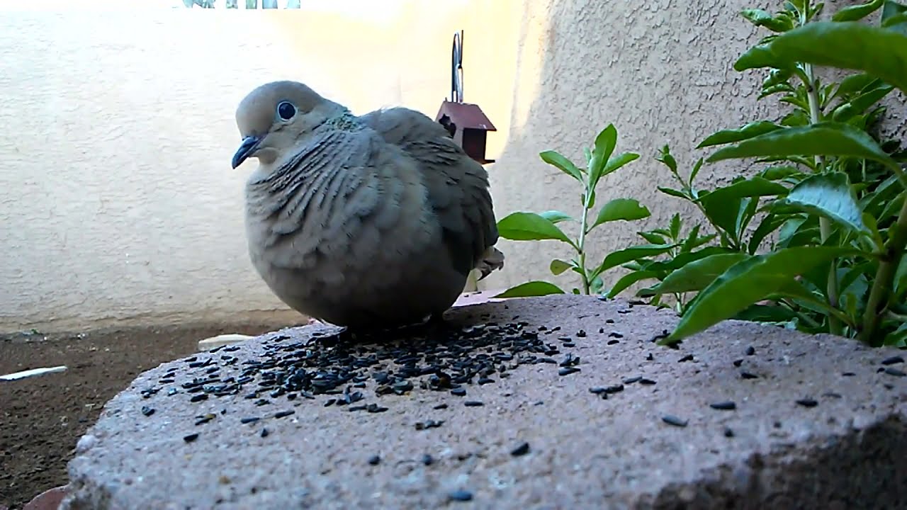 Fluffy Mourning Dove close-up - YouTube