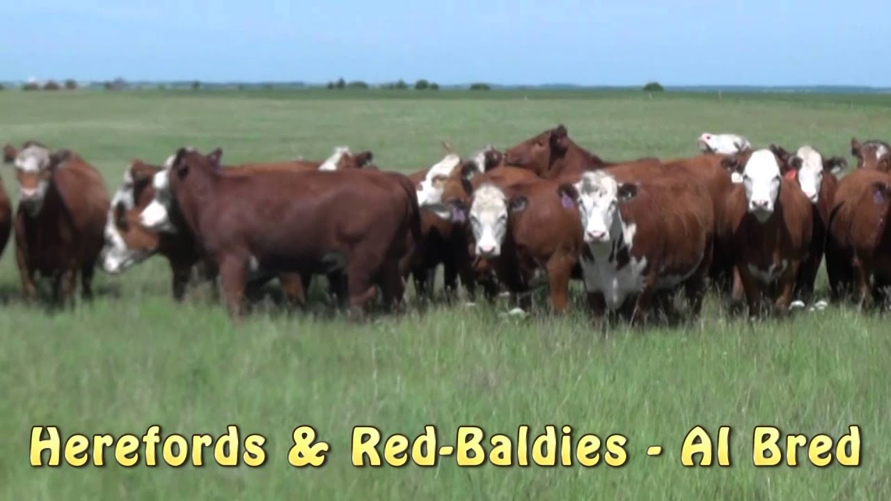 Hereford & Red-Baldy Bred Heifers - YouTube