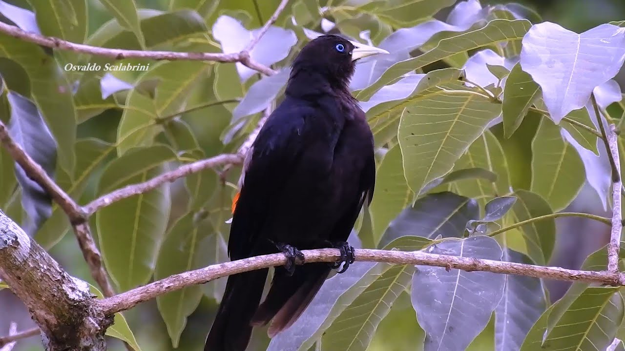 GUAXE canto (CACICUS HAEMORRHOUS), RED-RUMPED CACIQUE, JAPIIM-DE-COSTAS ...