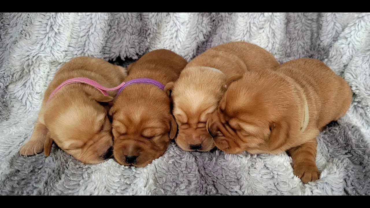 Ruby x Elmer's Females @ 10 Days Old - YouTube