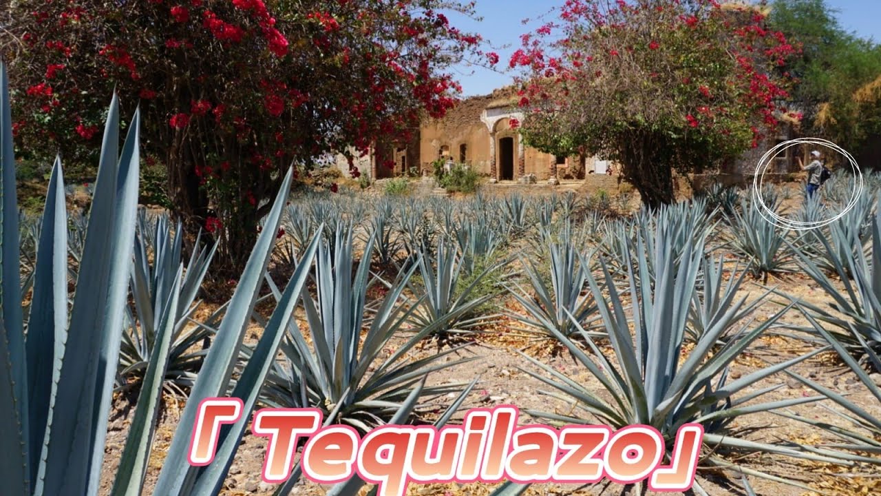 El tequilazo ,santo Toribio #guadalajara #cristeros - YouTube